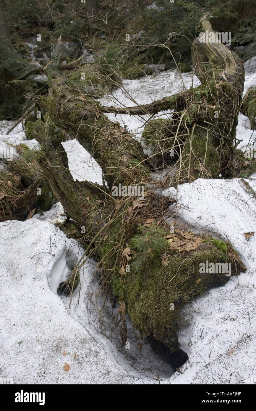 Almost leafless tree hi-res stock photography and images - Alamy