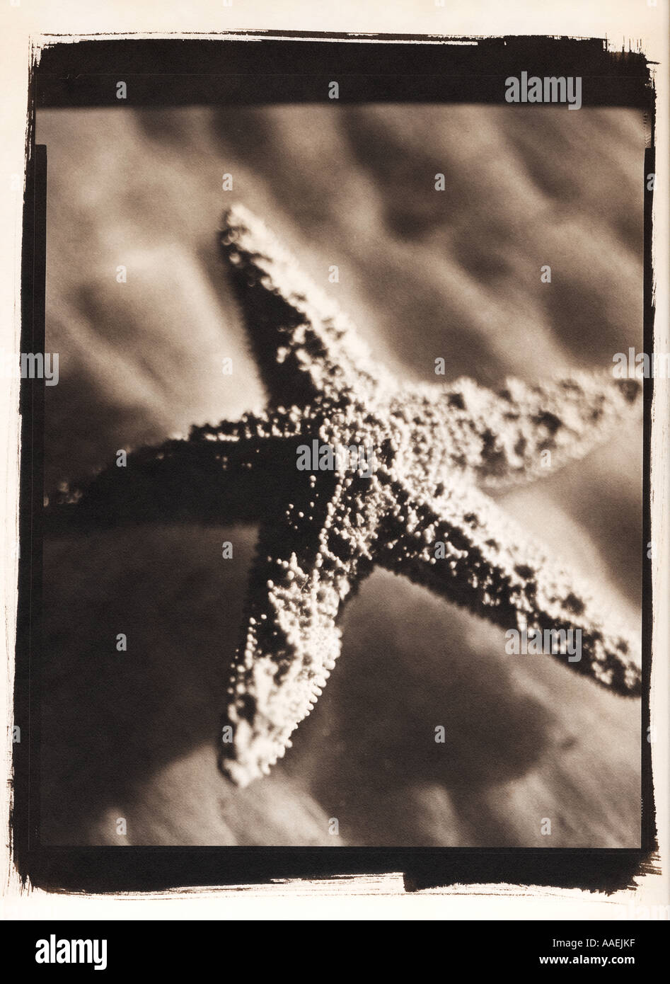 Black and white shell hi-res stock photography and images - Alamy