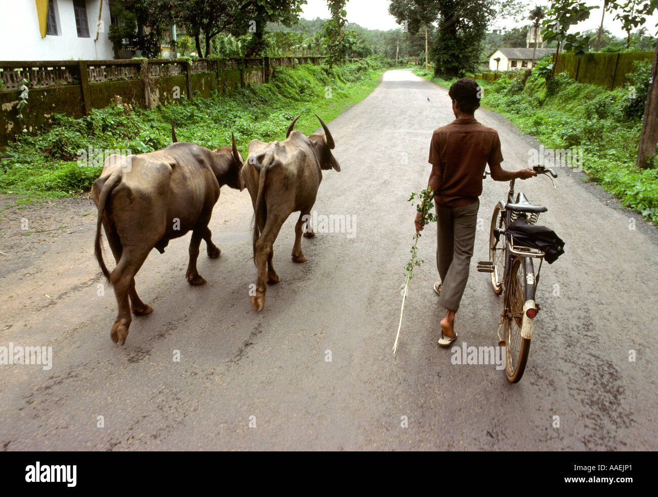 India Old Goa farming boy walking buffalo down road Stock Photo - Alamy