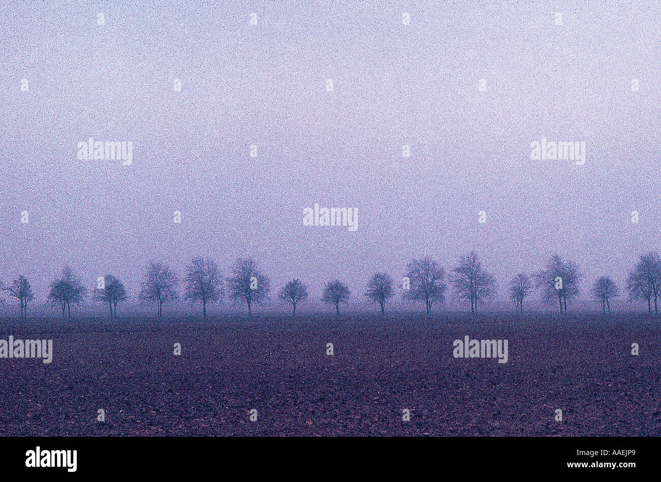 tree lined road in fog Stock Photo - Alamy