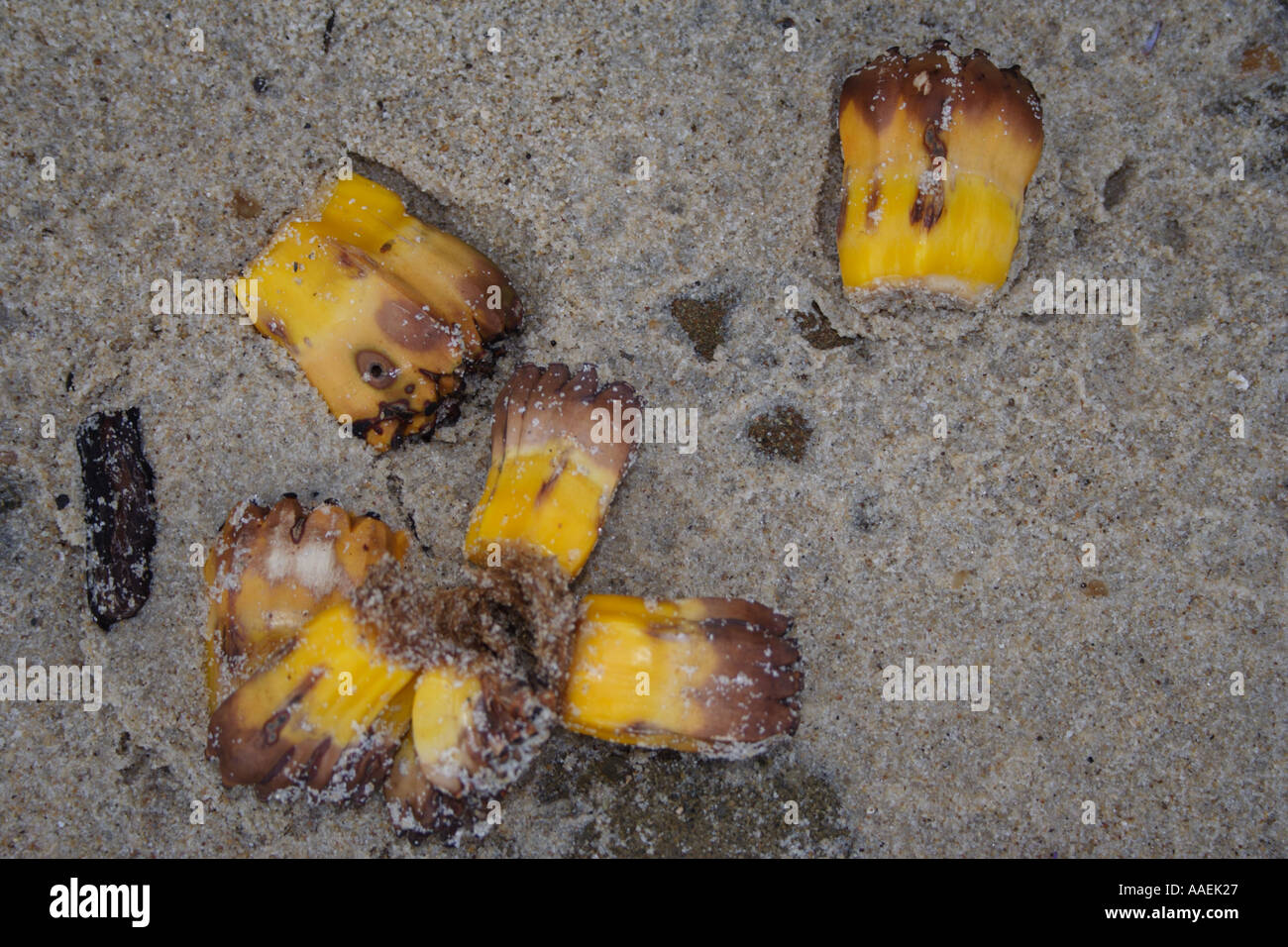 Flies on rotting fruit hi-res stock photography and images - Alamy