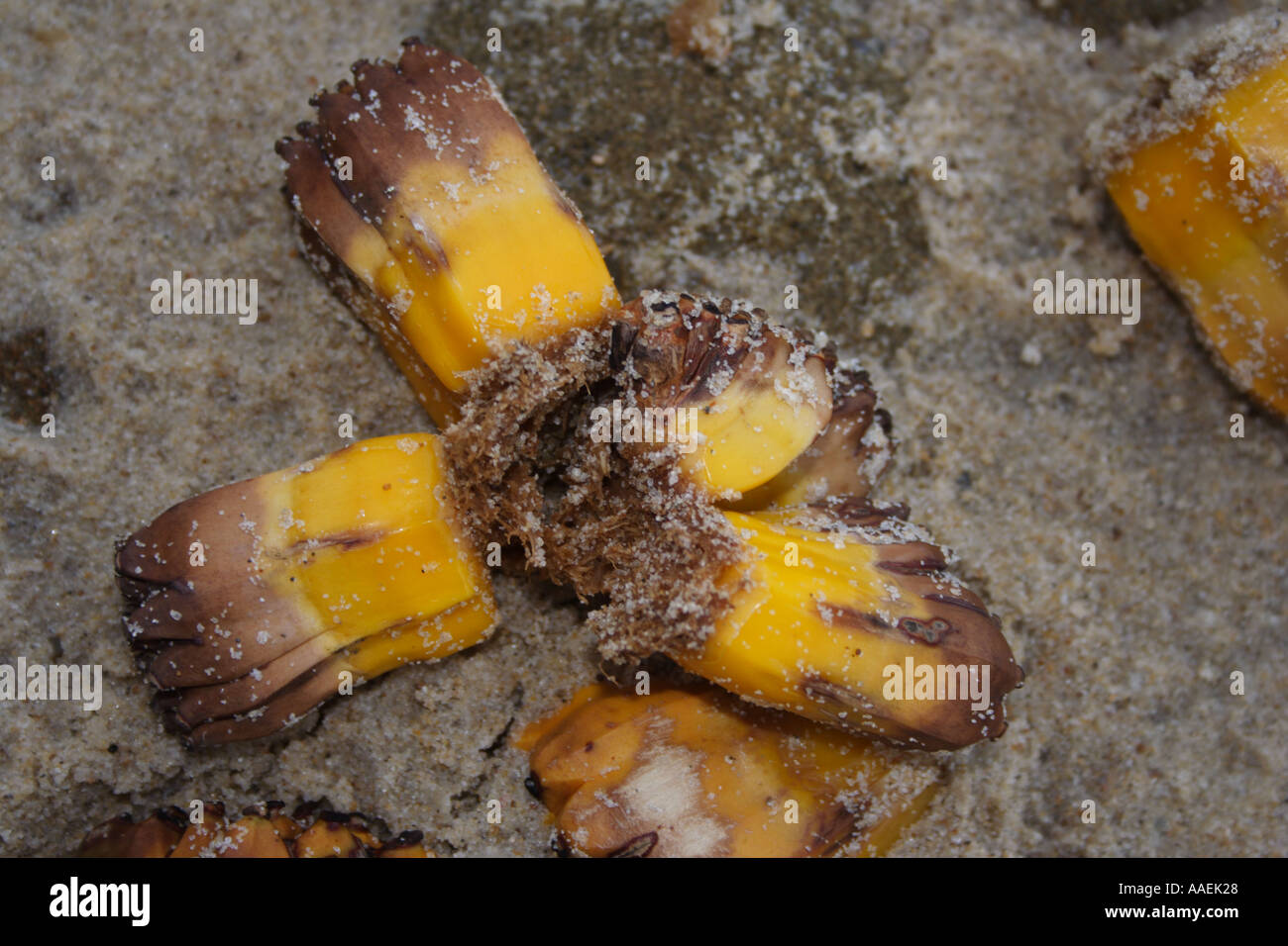 Flies on decaying fruit hi-res stock photography and images - Alamy