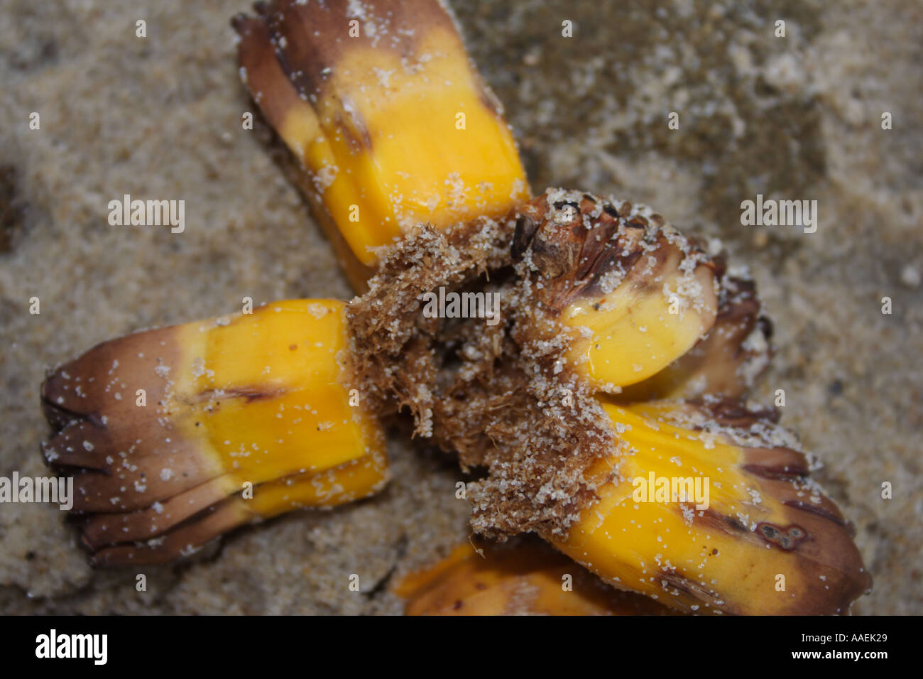 Flies on rotting fruit hi-res stock photography and images - Alamy