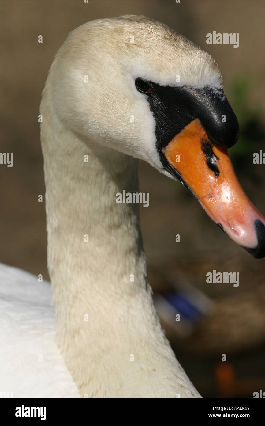 0161 Swan Head and Neck Profile of a Swan s head and neck Stock Photo ...