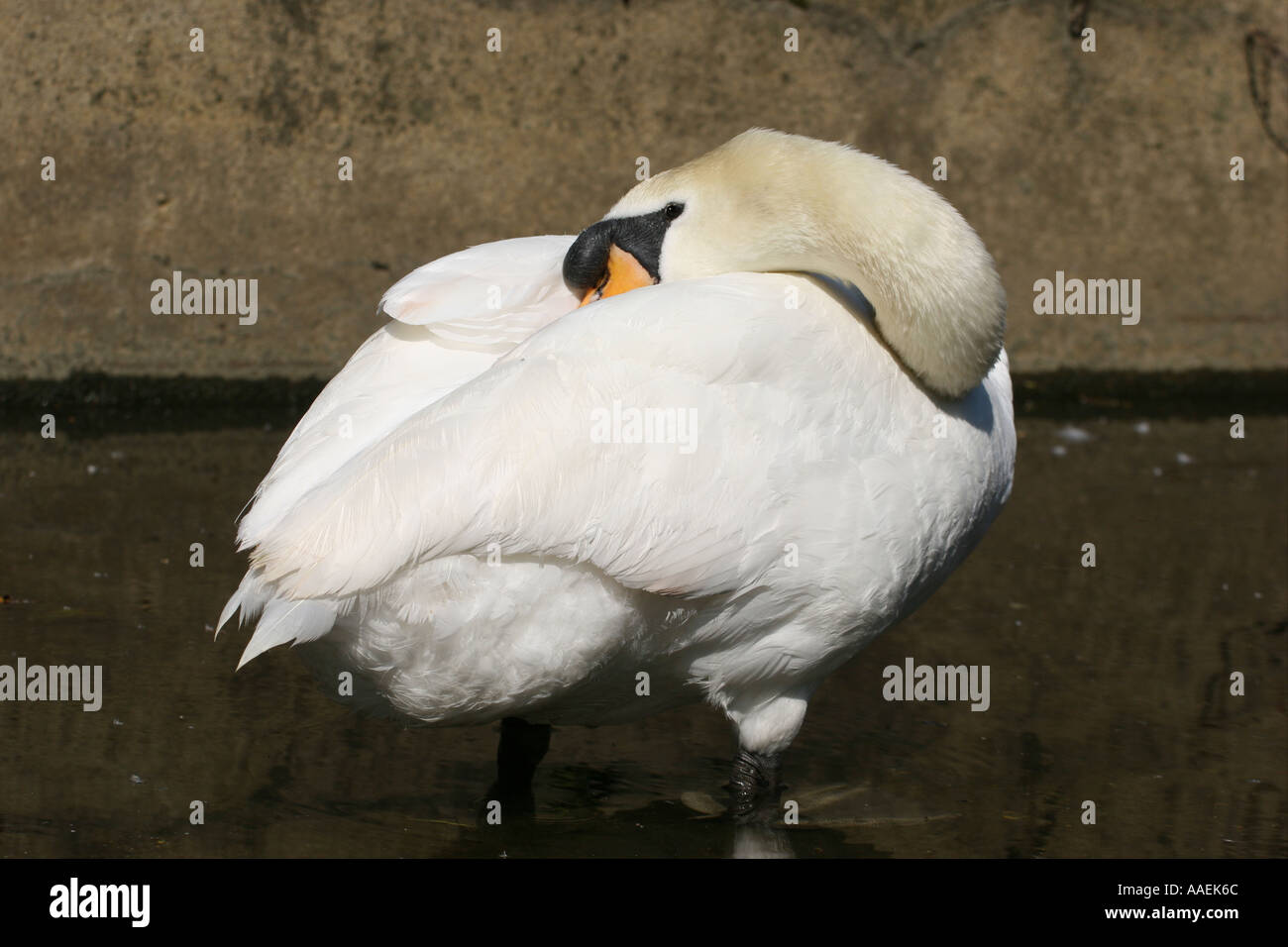 0162 Swan resting Swan resting by burying its head Stock Photo - Alamy