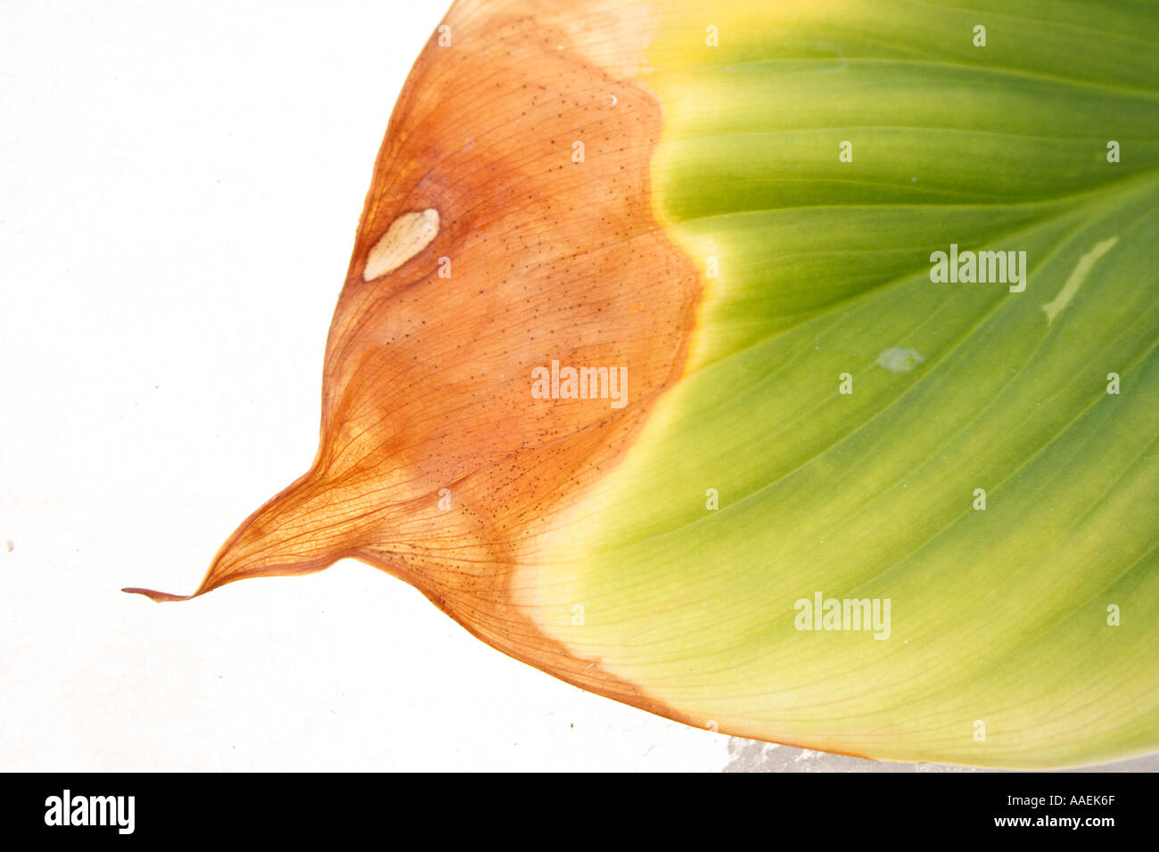 A LEAF FROM A PLANT THAT LOOKS LIKE A FISH BAPD1844 Stock Photo - Alamy