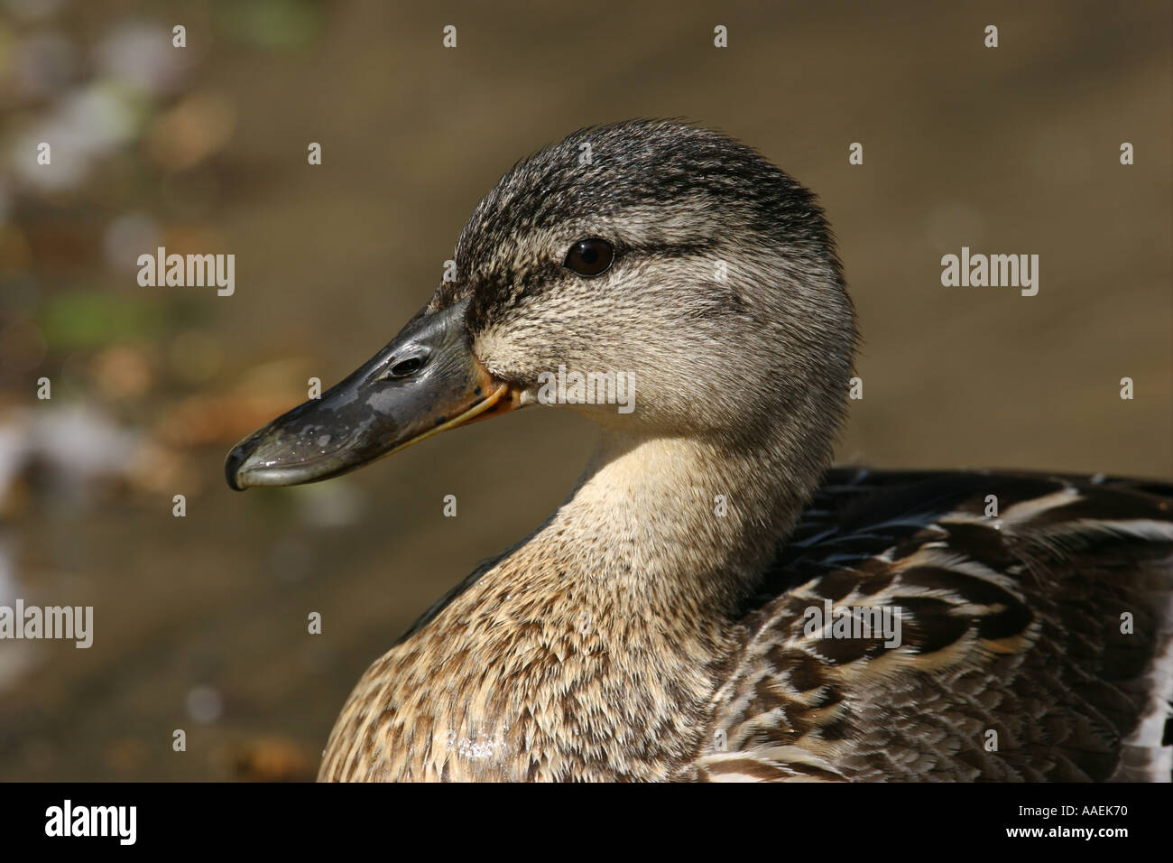 Mallard ducks gracefully swimming hi-res stock photography and images ...