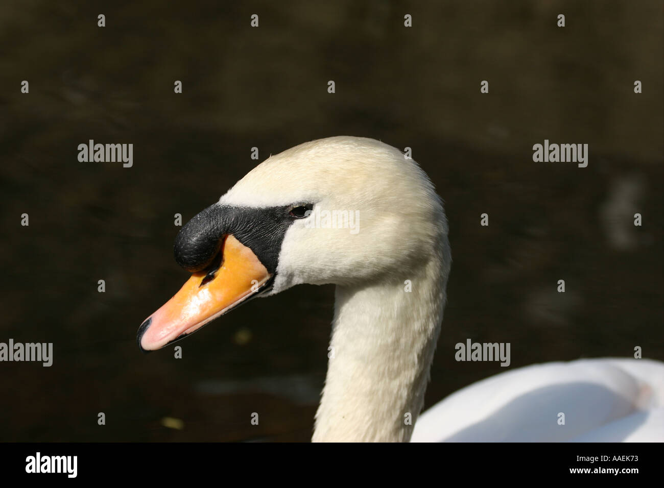 0175 Swan head close profile Stock Photo - Alamy