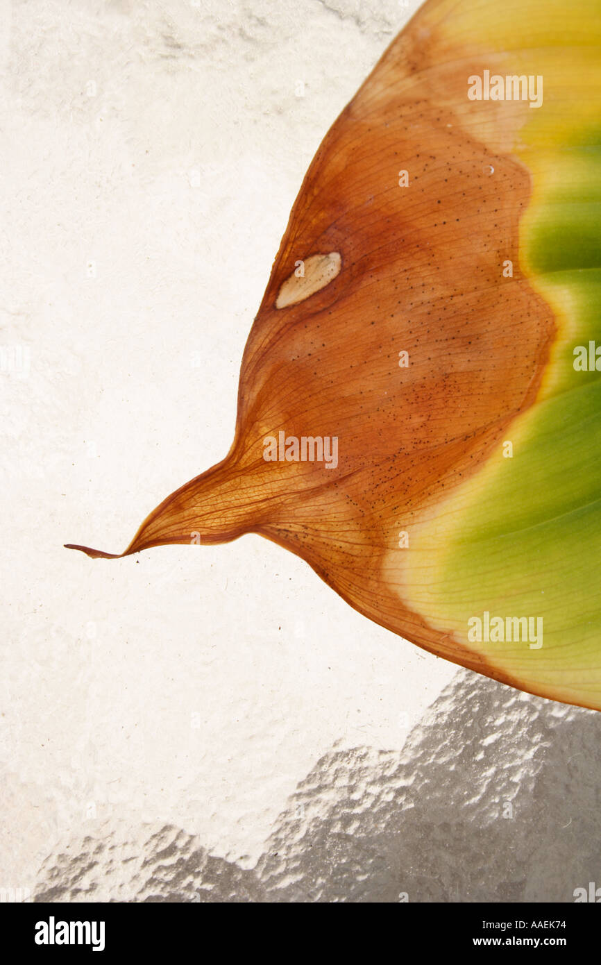 A LEAF FROM A PLANT THAT LOOKS LIKE A FISH BAPD1847 Stock Photo - Alamy