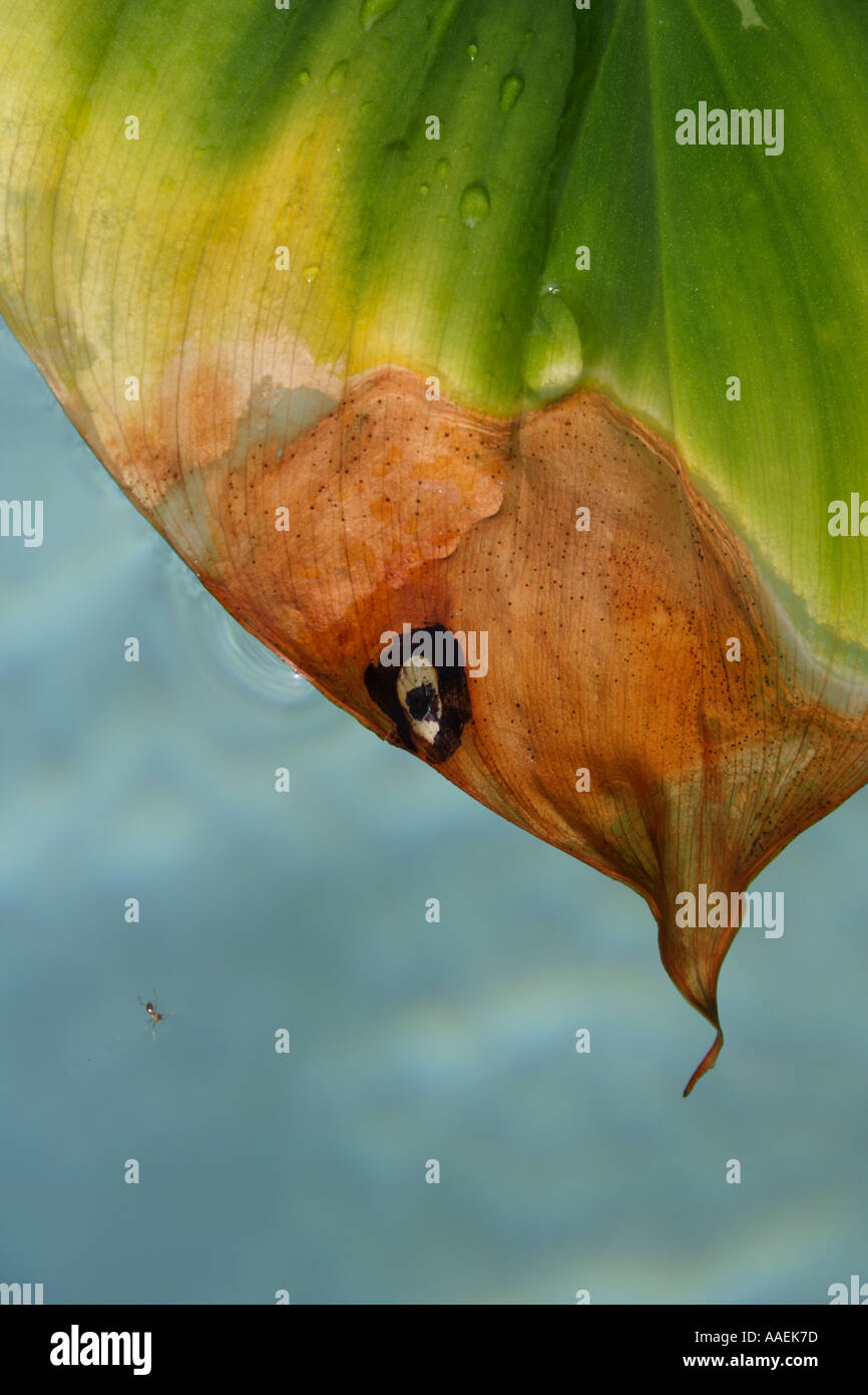 A LEAF FROM A PLANT THAT LOOKS LIKE A FISH BAPD1853 Stock Photo - Alamy