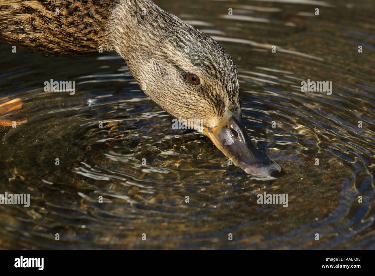 0164 Female Duck Drinking Stock Photo - Alamy