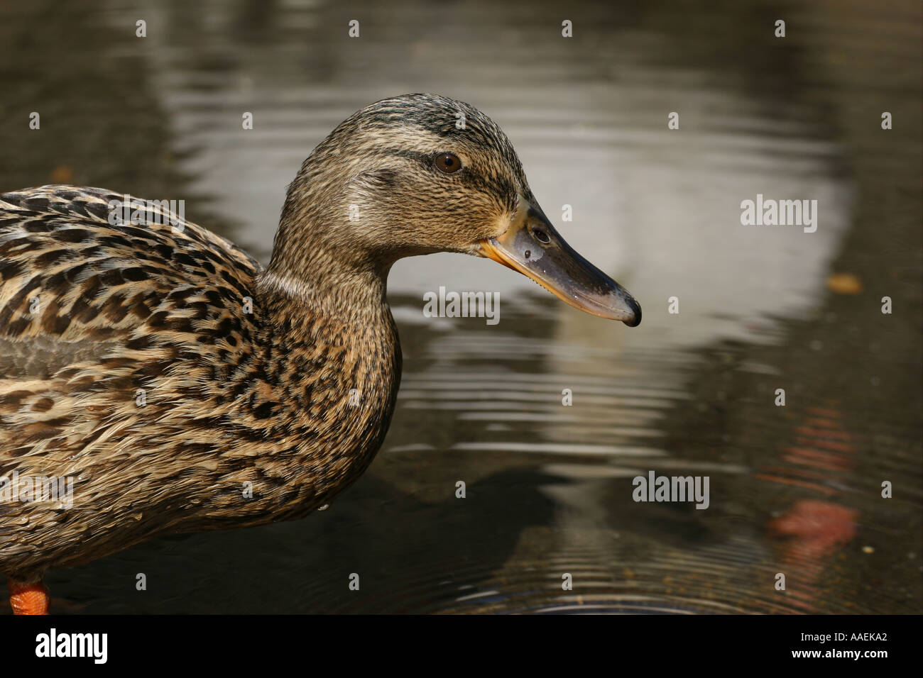 0165 Female Duck Drinking by water Stock Photo - Alamy