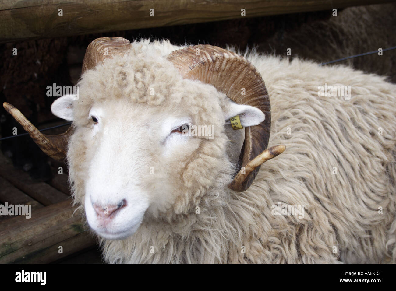 Shear outback hi-res stock photography and images - Alamy