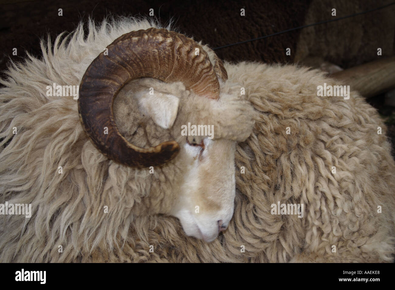 SHEEP OUTBACK STATION BAPD2080 Stock Photo - Alamy