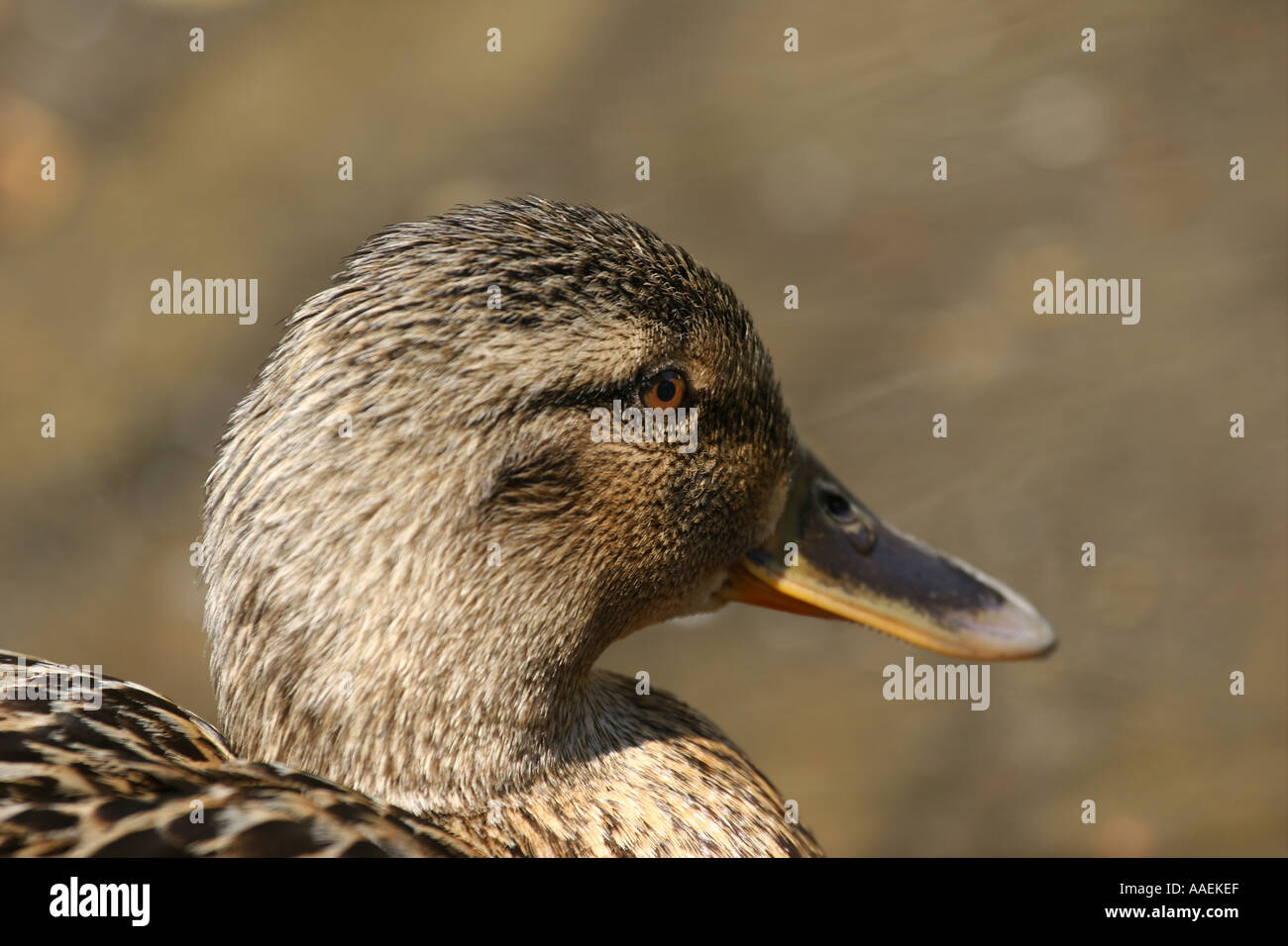 0156 hi-res stock photography and images - Alamy