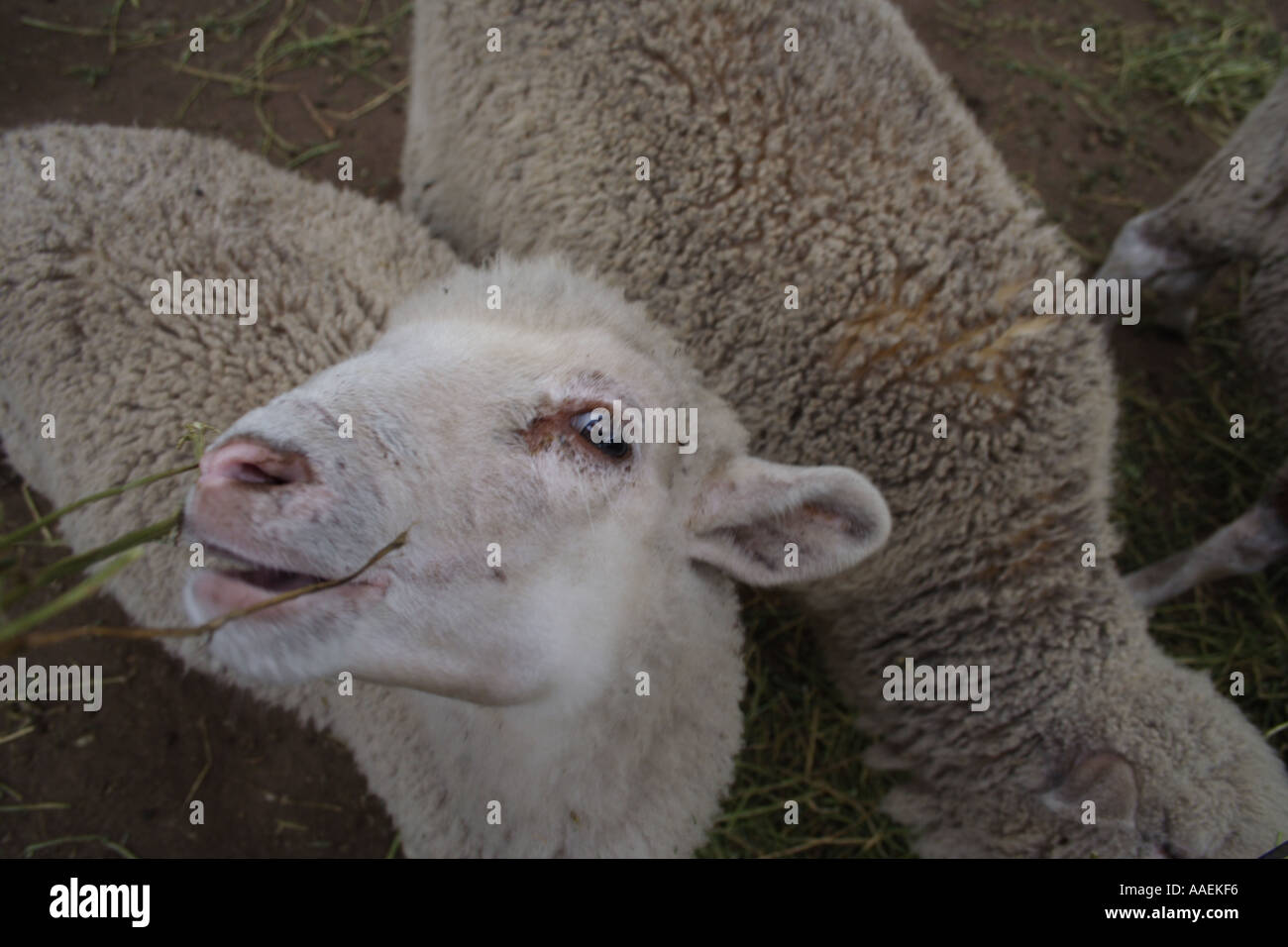 Shear outback hi-res stock photography and images - Alamy