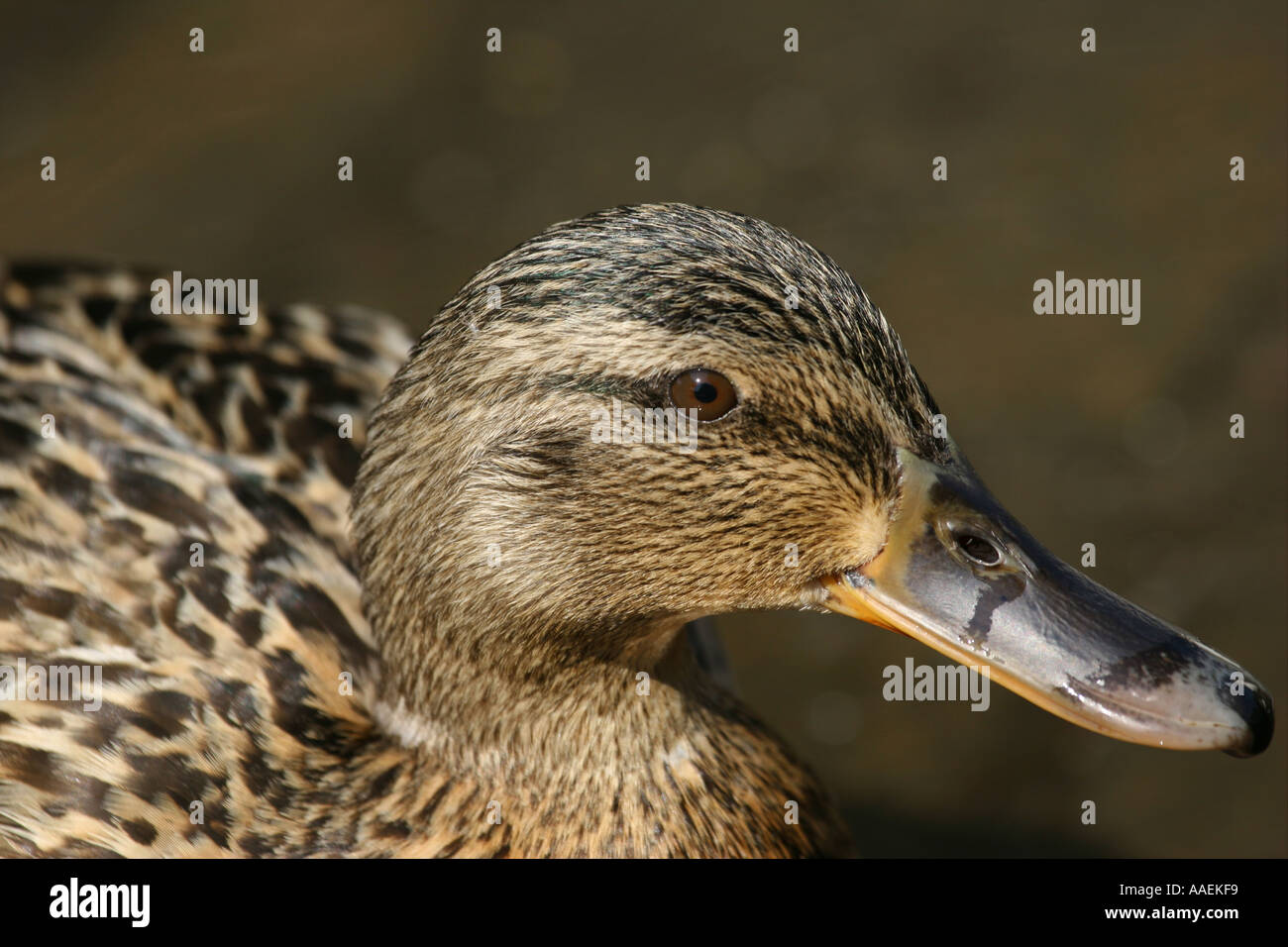 0159 Female Duck 4 Stock Photo - Alamy