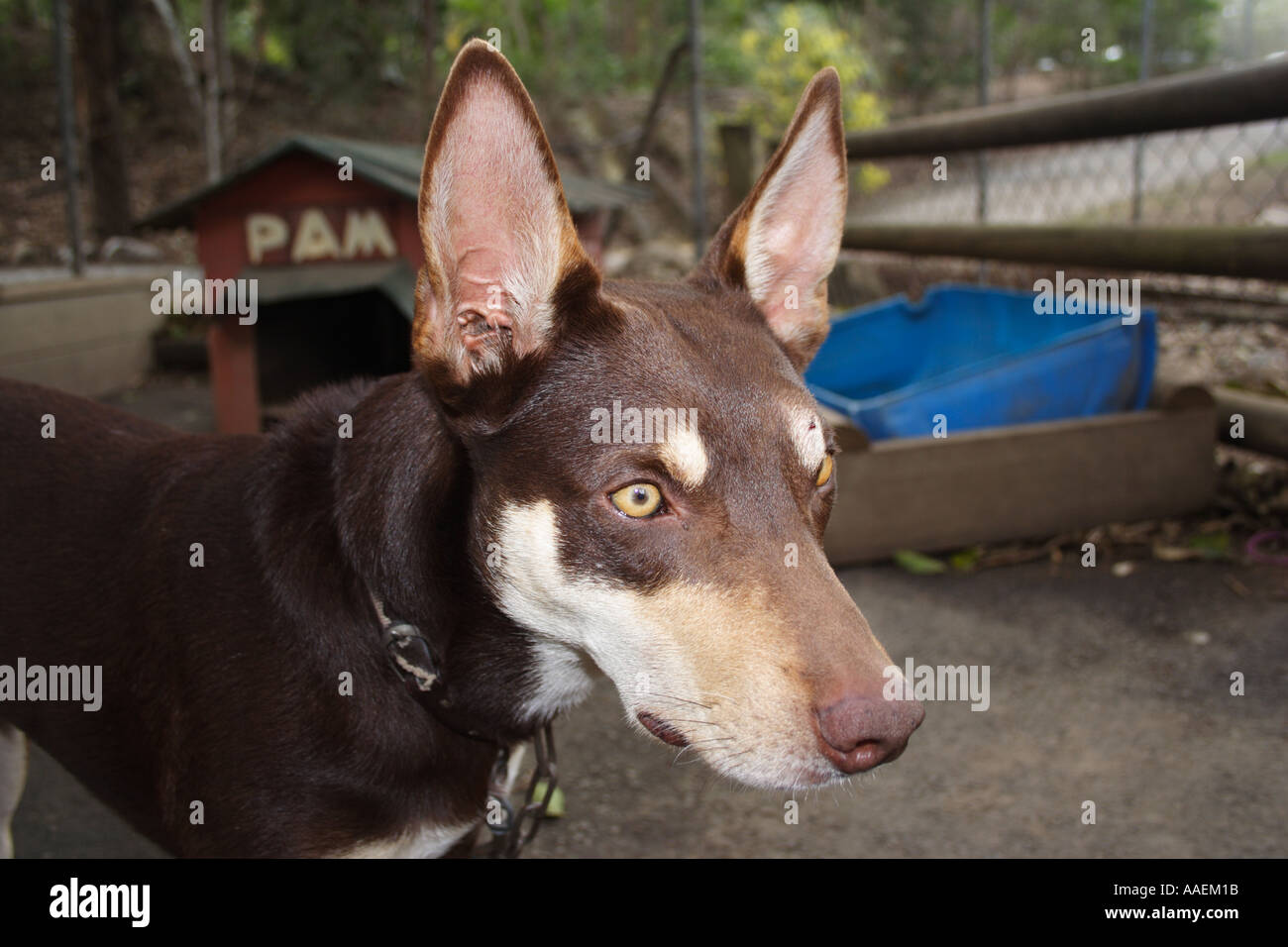 SHEEP DOG OUTBACK STATION AUSTRALIA BAPD2129 Stock Photo - Alamy