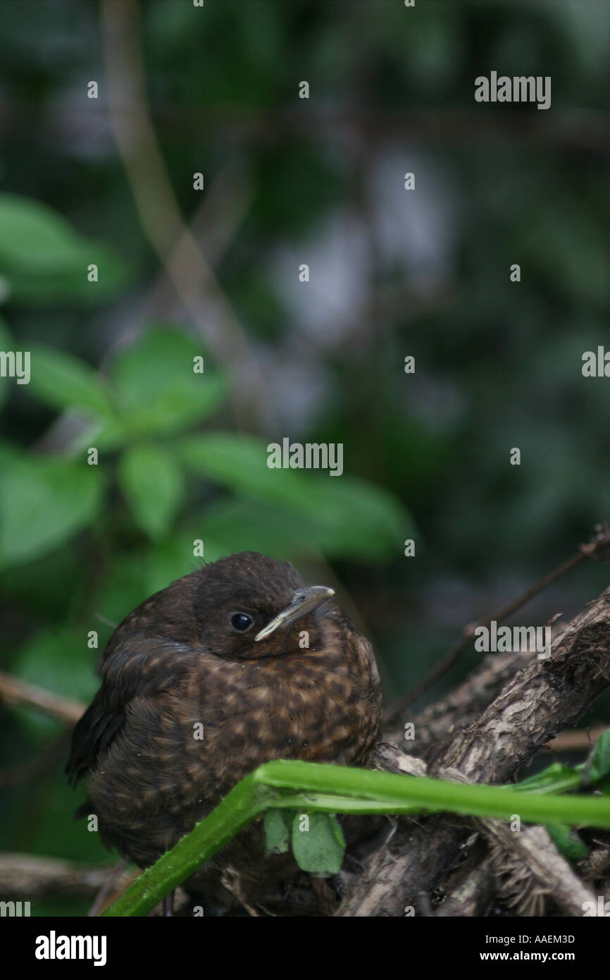 Blackbird chick hi-res stock photography and images - Alamy