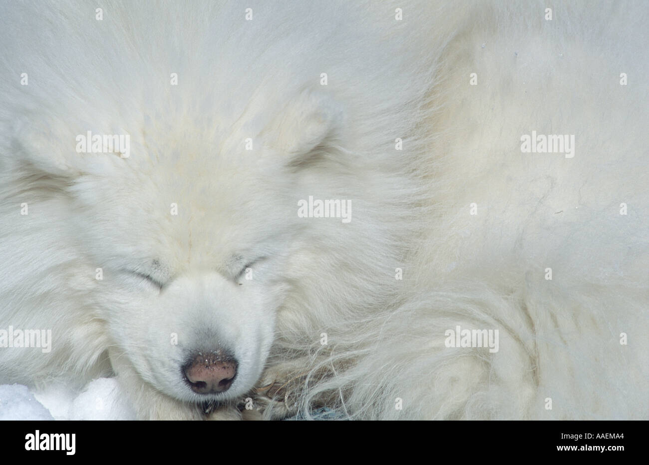 Sleap hi-res stock photography and images - Alamy