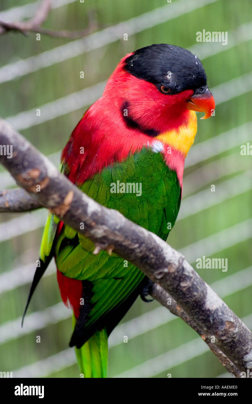 Red collar lorikeet at Jurong Bird Park Singapore Stock Photo - Alamy