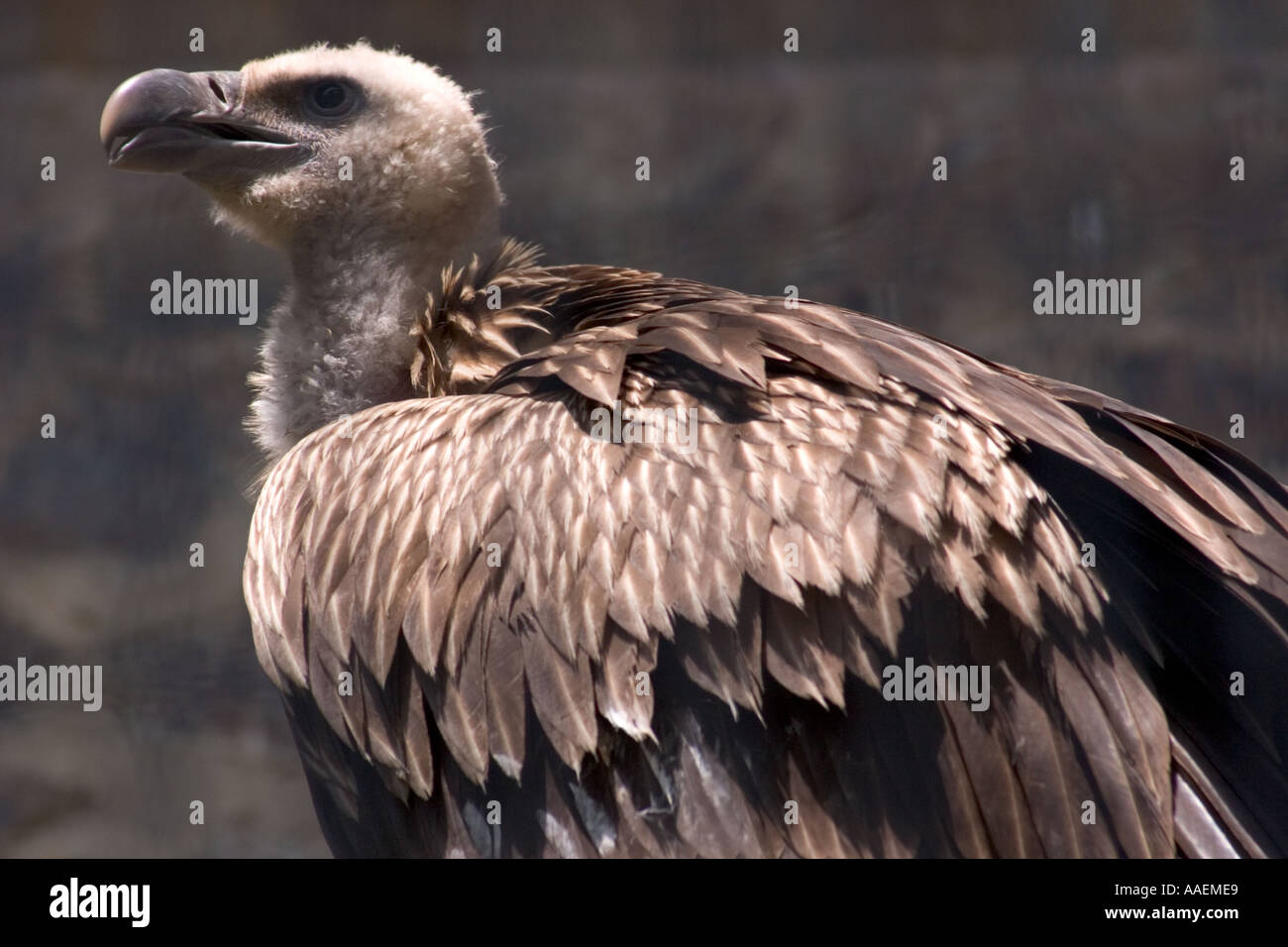 Asian vulture at Jurong Bird Park Singapore Stock Photo - Alamy