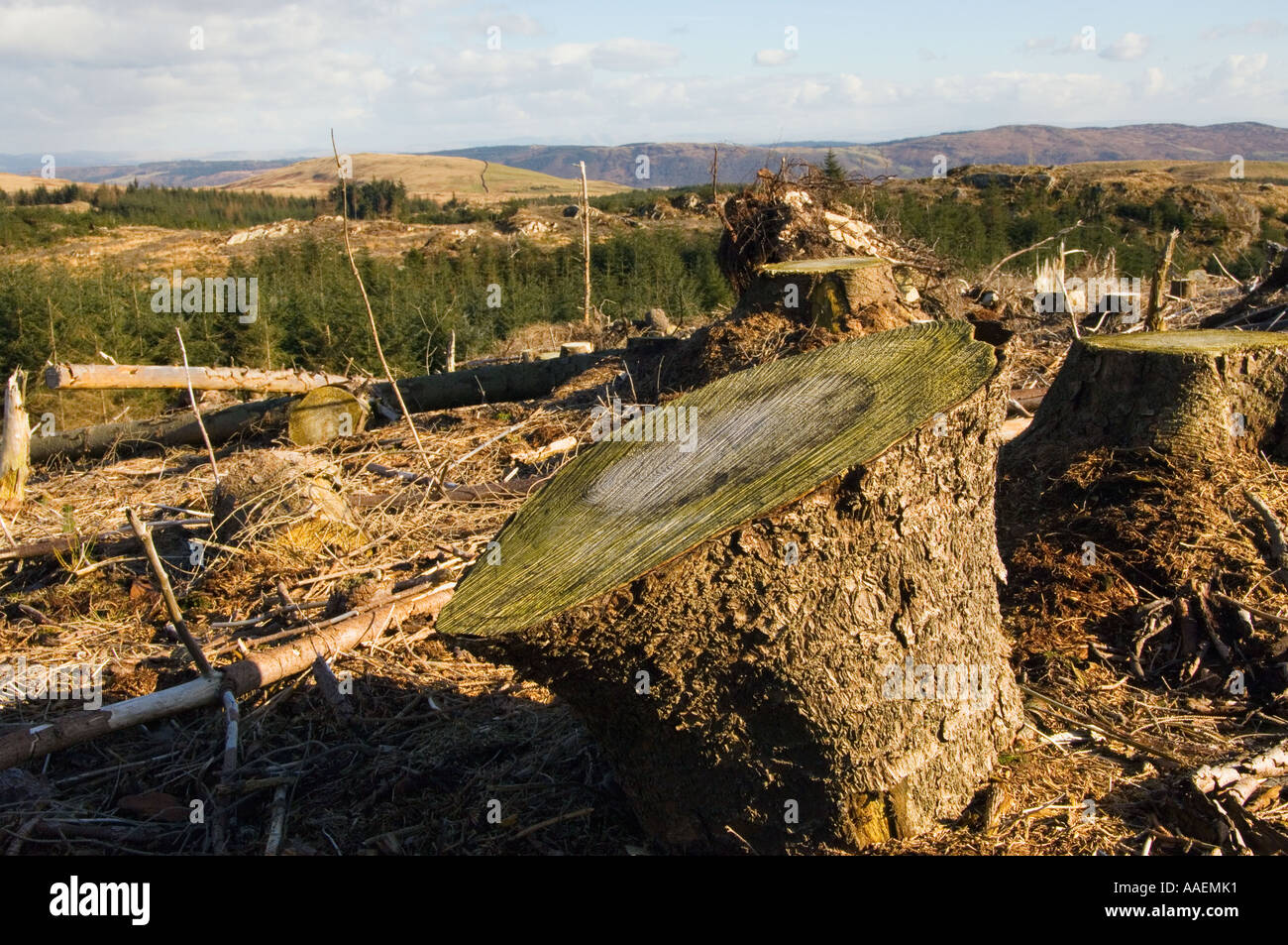Lake felling tree hi-res stock photography and images - Alamy