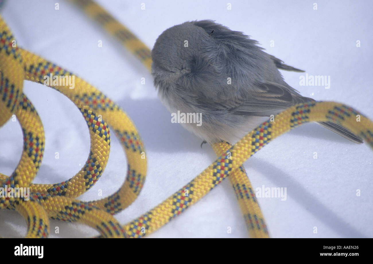 Climbing bird hi-res stock photography and images - Alamy
