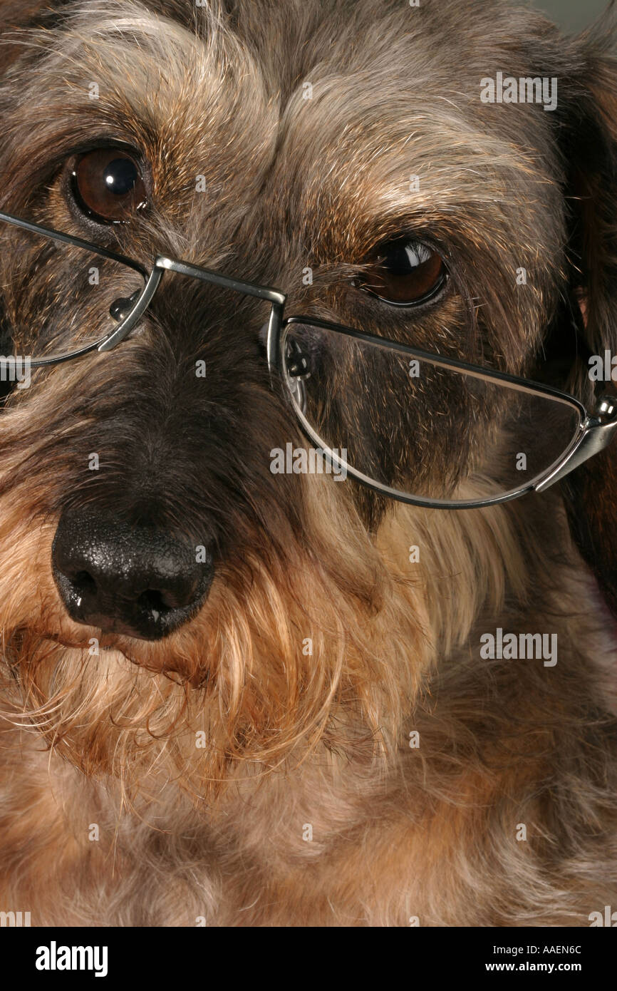 Dachshund Dog wearing spectacles Stock Photo - Alamy