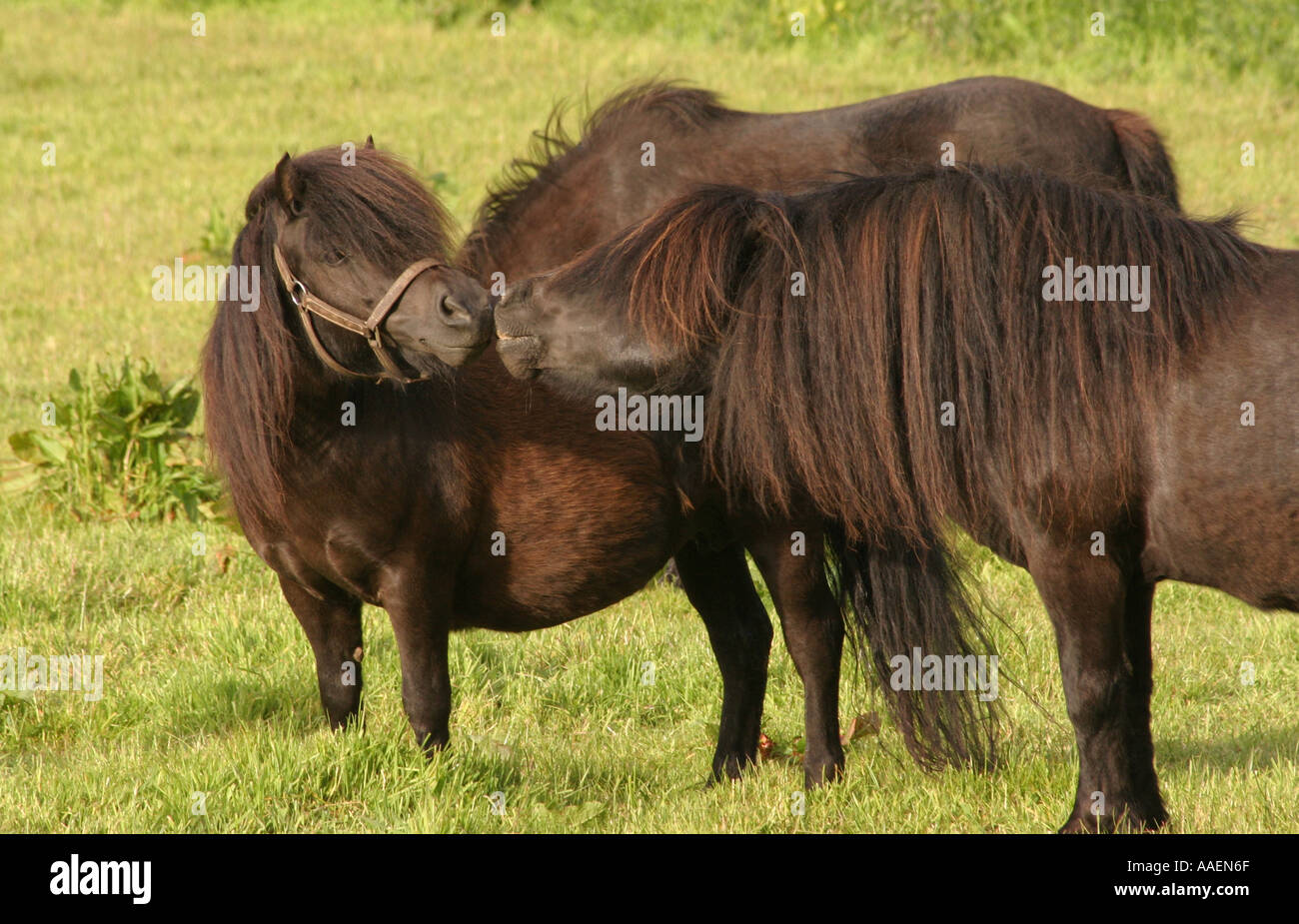 Two Shetland Ponies Kissing Stock Photo - Alamy