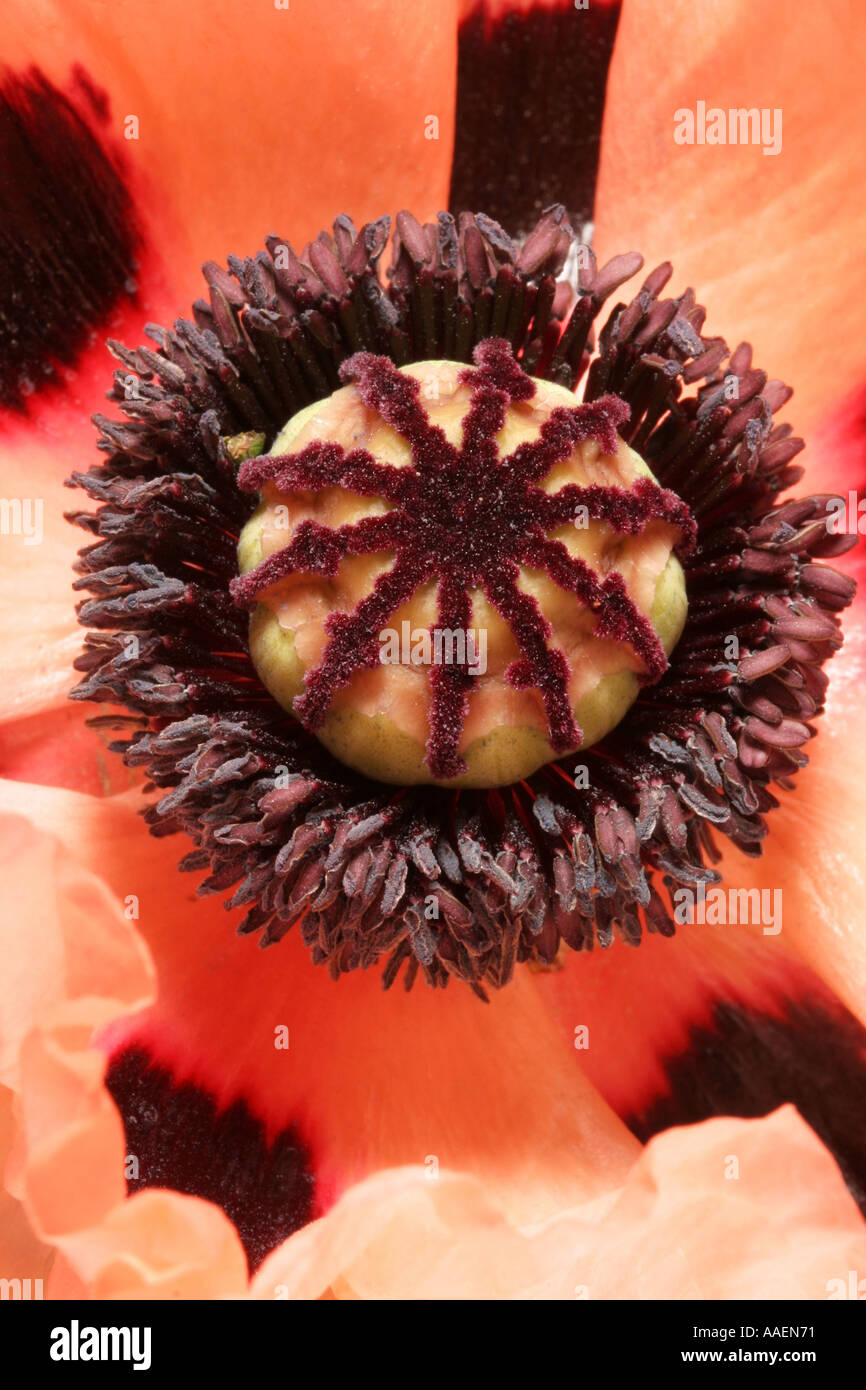 Ornamental poppy gardening macro hi-res stock photography and images ...
