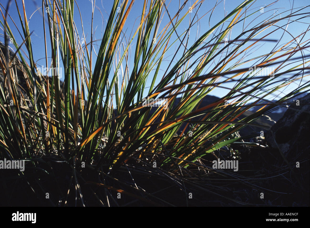 Alpine tussock grass Mount Avalanche Arthurs Pass South Island New ...