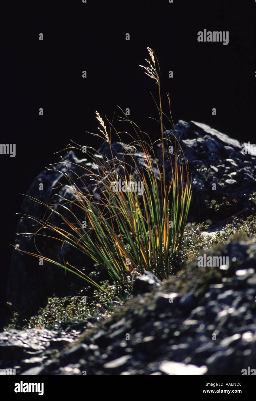 Sunlight on alpine tussock grass in seed Mount Avalanche Arthurs Pass ...