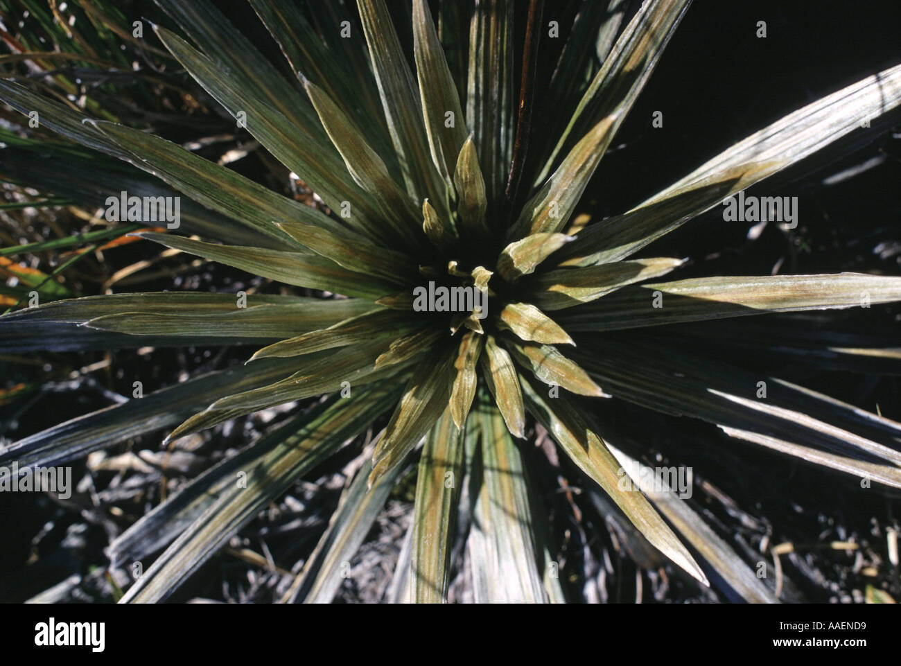 Celmisia mountain daisy plant leaves Arthurs Pass Southern Alps ...