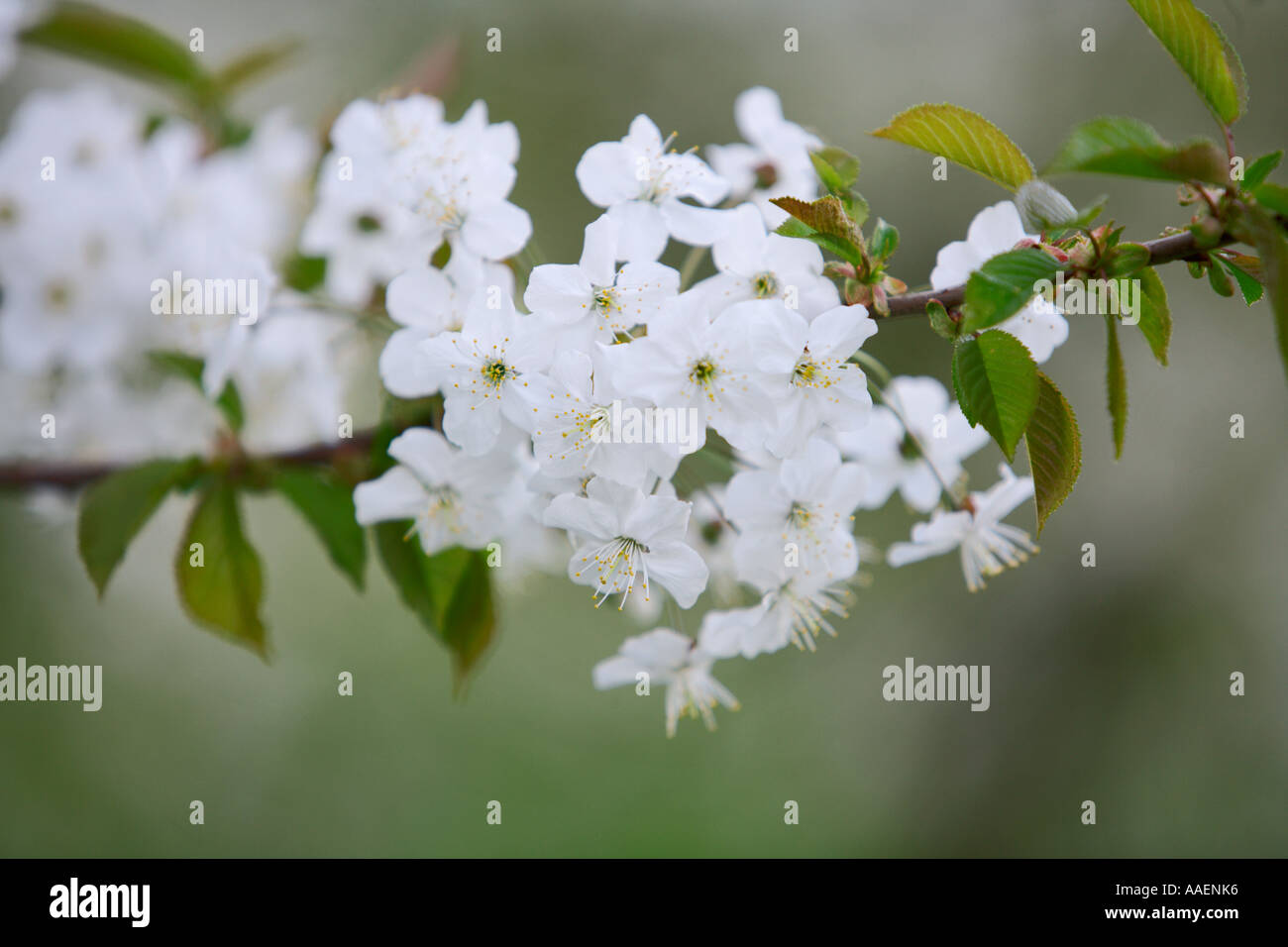 WILD CHERRY PRUNUS AVIUM Stock Photo - Alamy