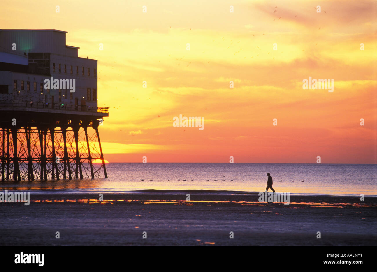 Walker on beach near North Pier Blackpool with flock of starlings ...