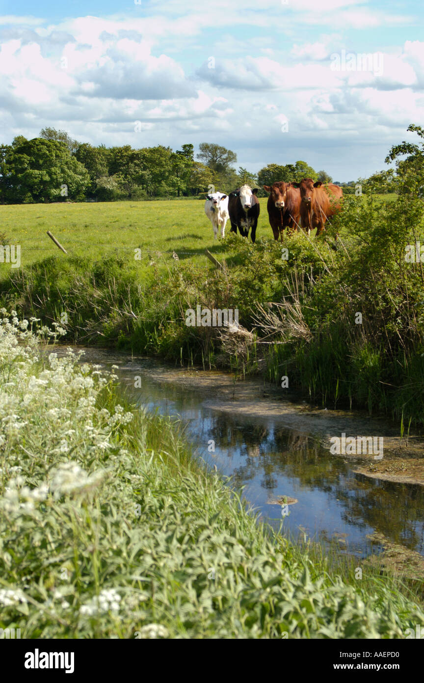 Cattle in meadow by stream Stock Photo - Alamy