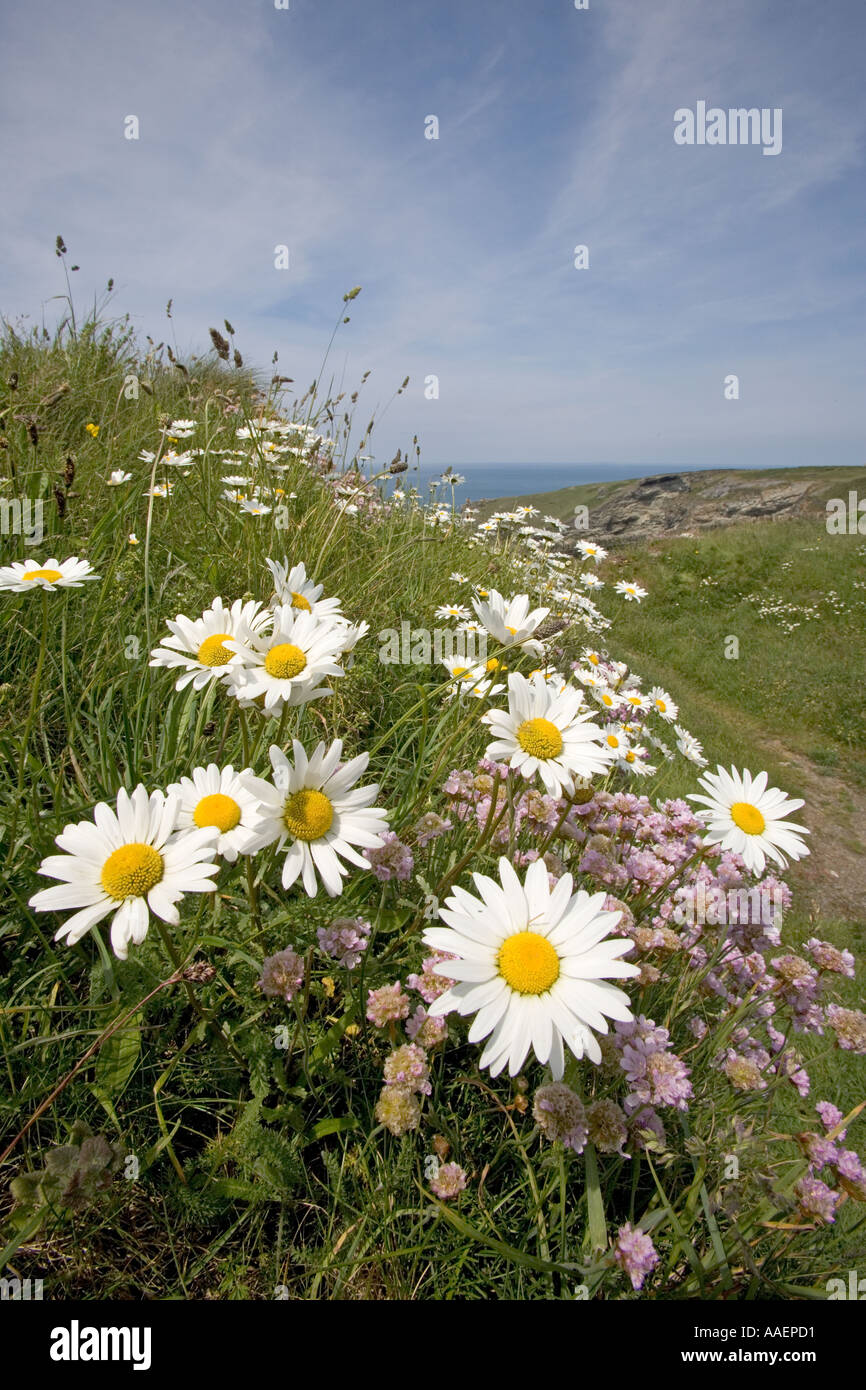 Pink oxeye daisy flowers hi-res stock photography and images - Alamy