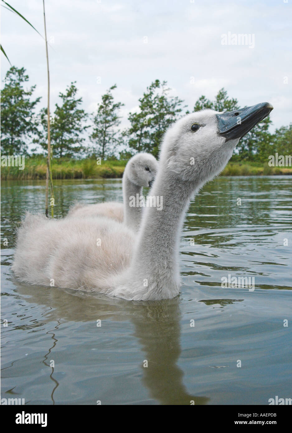 Cygnet chicks hi-res stock photography and images - Alamy