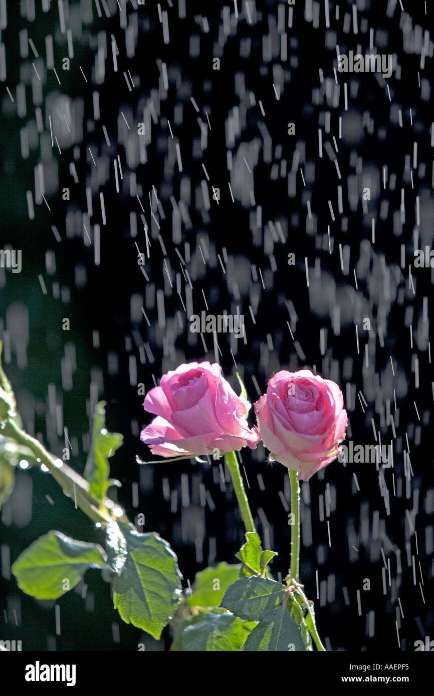 Pink Rose With Raindrops
