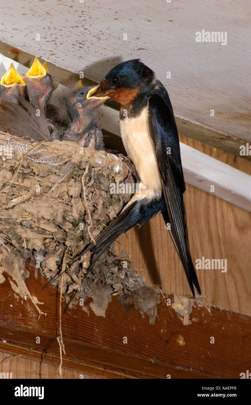 Hirundo rustica africa hi-res stock photography and images - Alamy