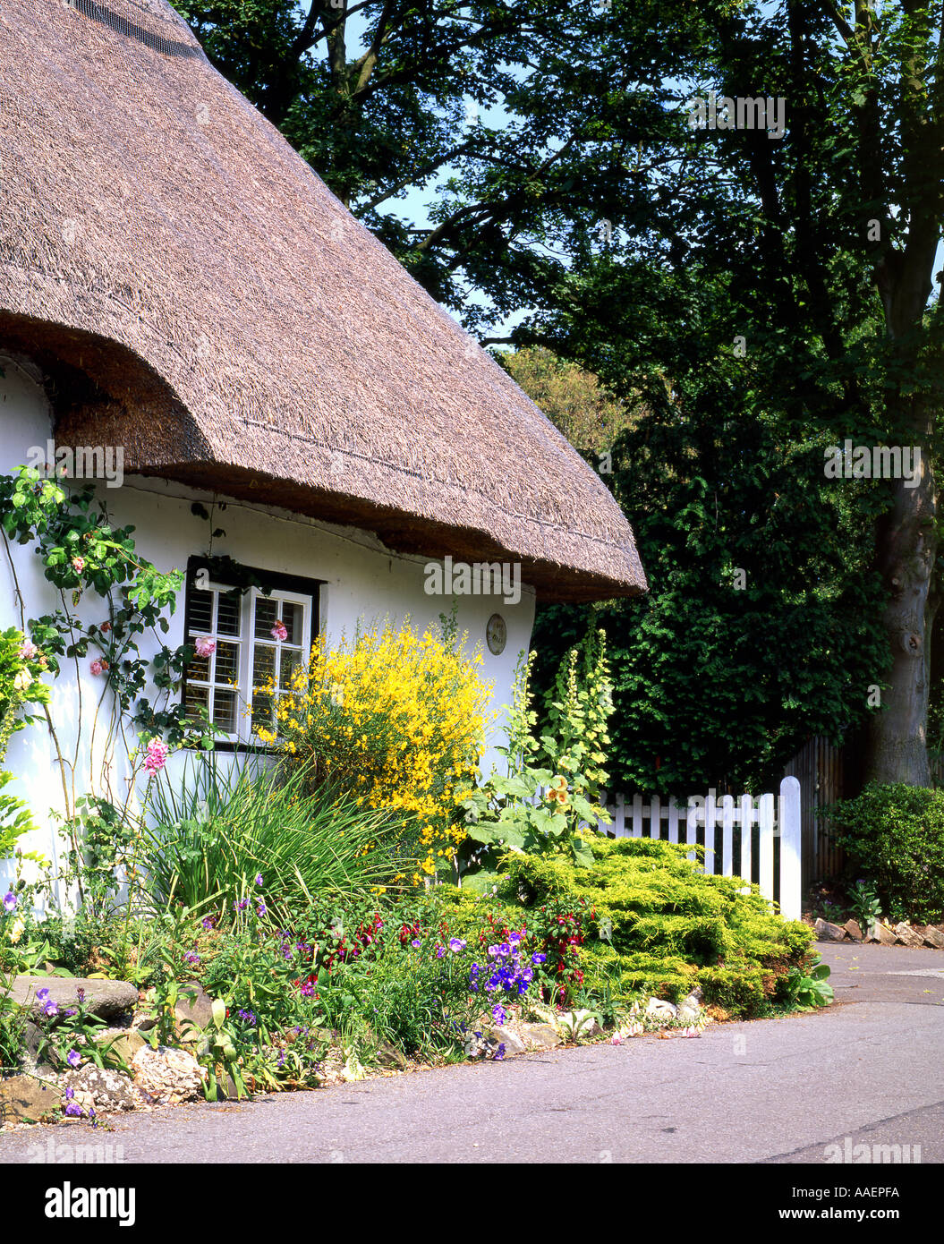 English Thatched Cottage white picket gate Stock Photo - Alamy