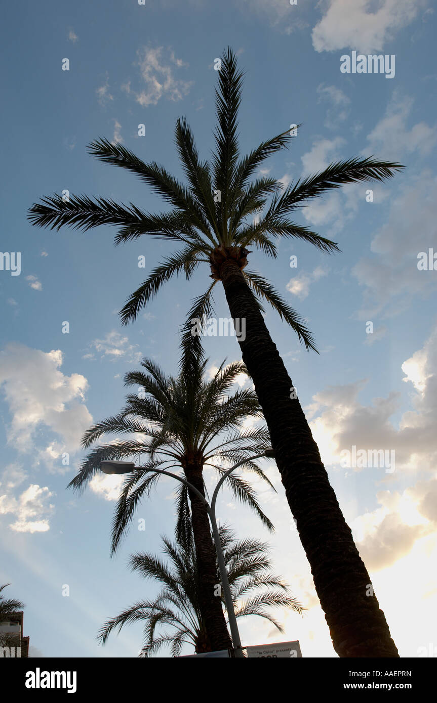 Palm trees in majorca hi-res stock photography and images - Alamy