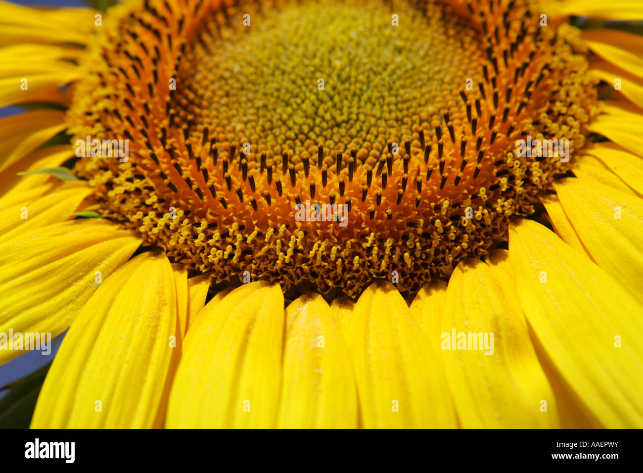 Close up of a sunflower Stock Photo - Alamy