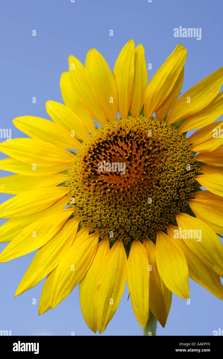 Close up of a sunflower Stock Photo - Alamy