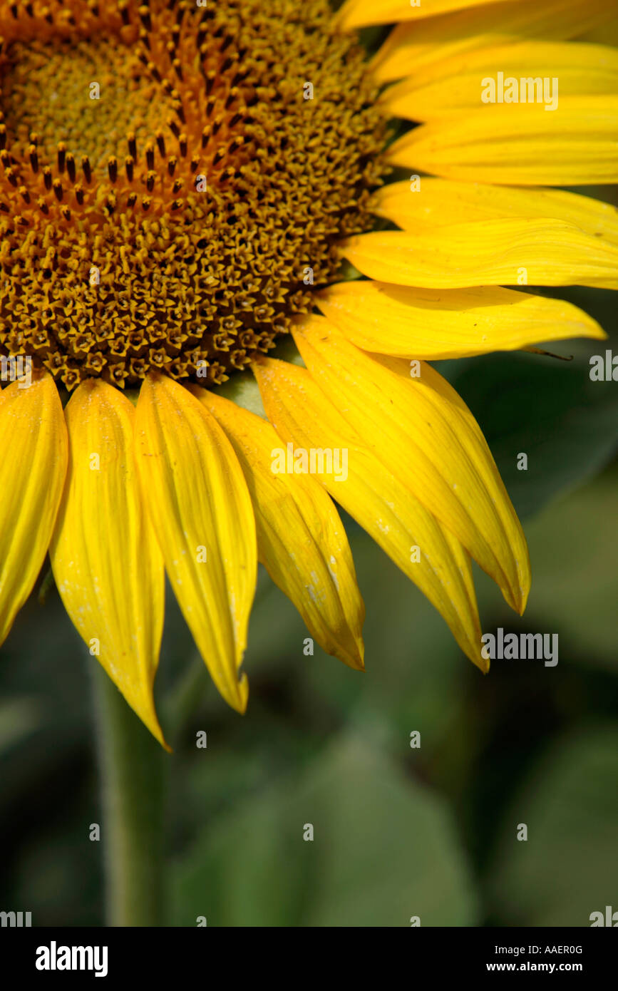 Sunflower (helianthus) stem section hi-res stock photography and images ...