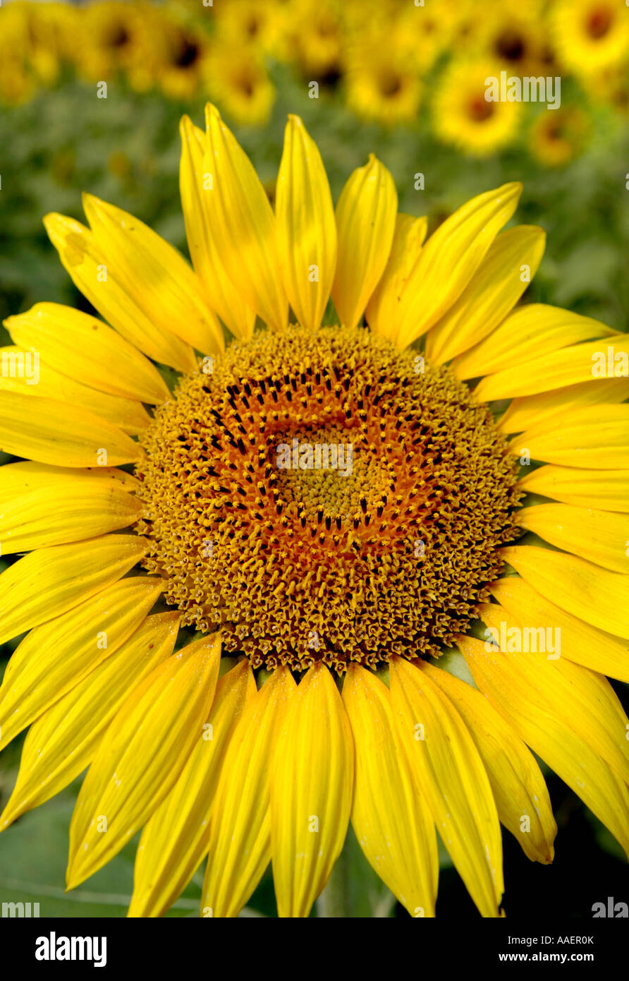Close up of a sunflower Stock Photo - Alamy