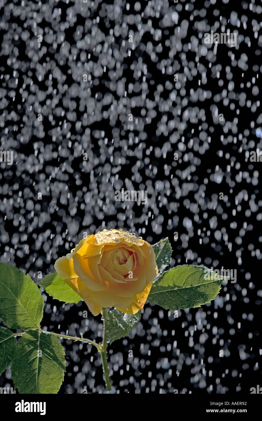 English Garden Rose Golden Celebration in Rain Shower Stock Photo - Alamy