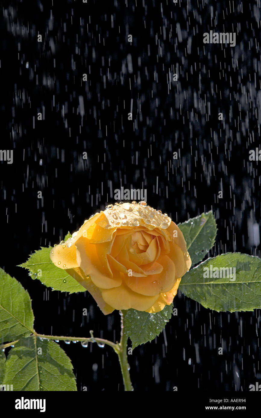 English Garden Rose Golden Celebration in Rain Shower Stock Photo - Alamy