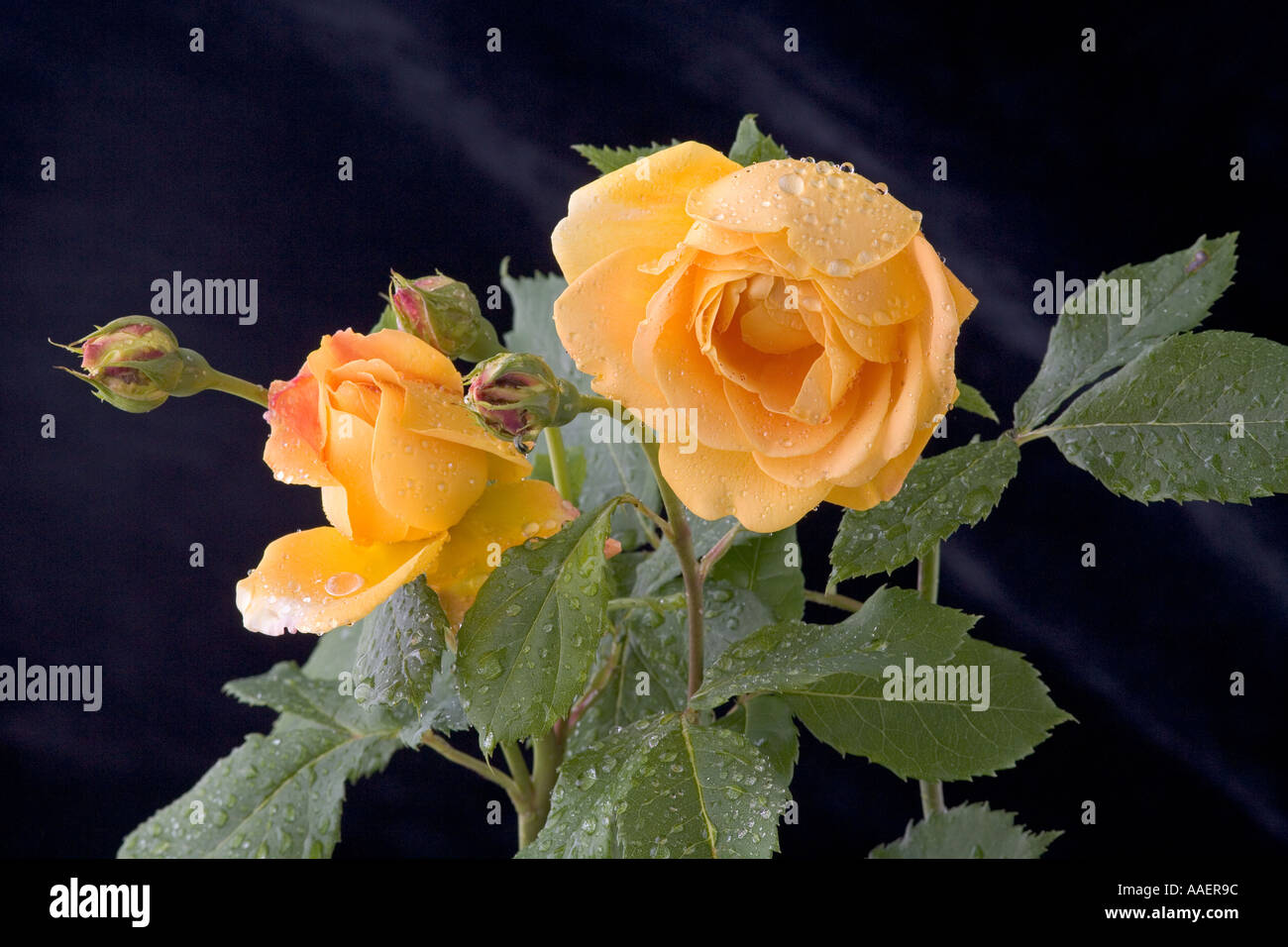 Rose english garden round hi-res stock photography and images - Alamy